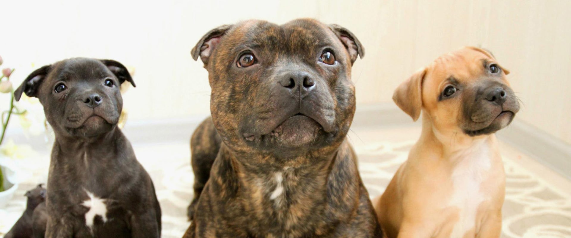 The Most Popular Breeds of Australian Dogs: A Guide for Dog Lovers